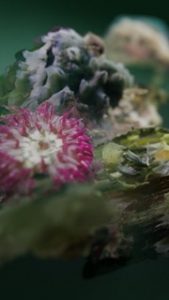 Ghost Reef at the biennale of Sydney - Embassy of the North Sea