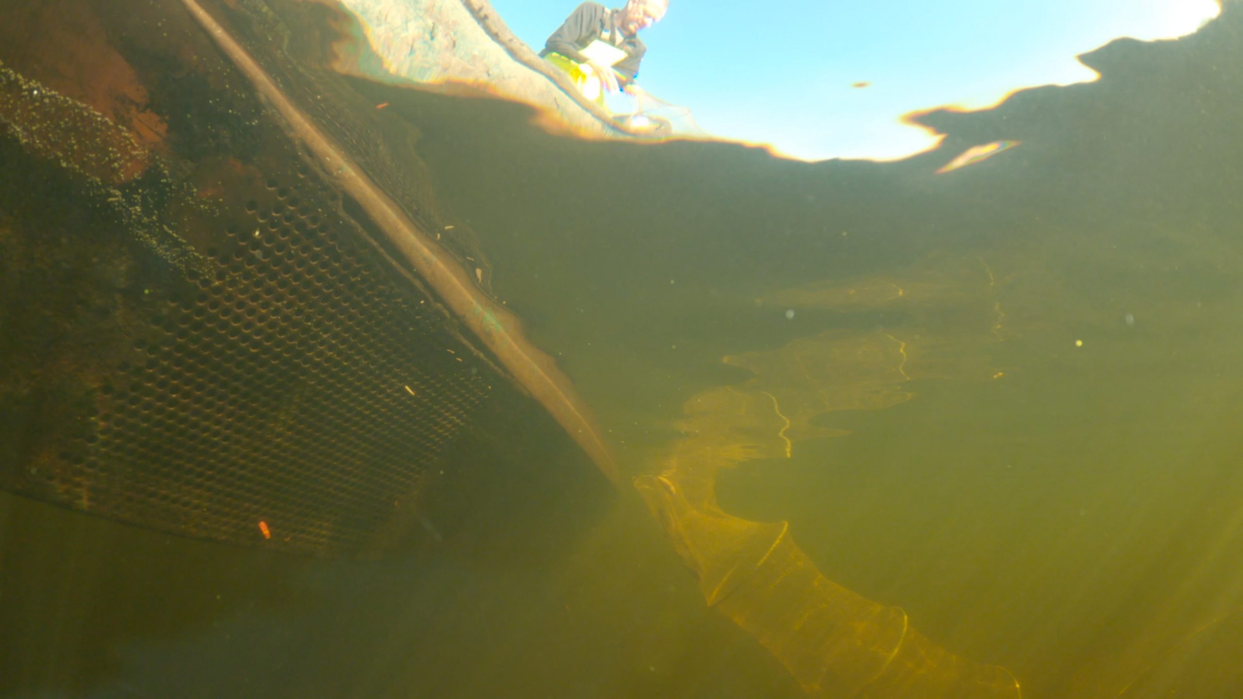 Anguilla anguilla - Embassy of the North Sea