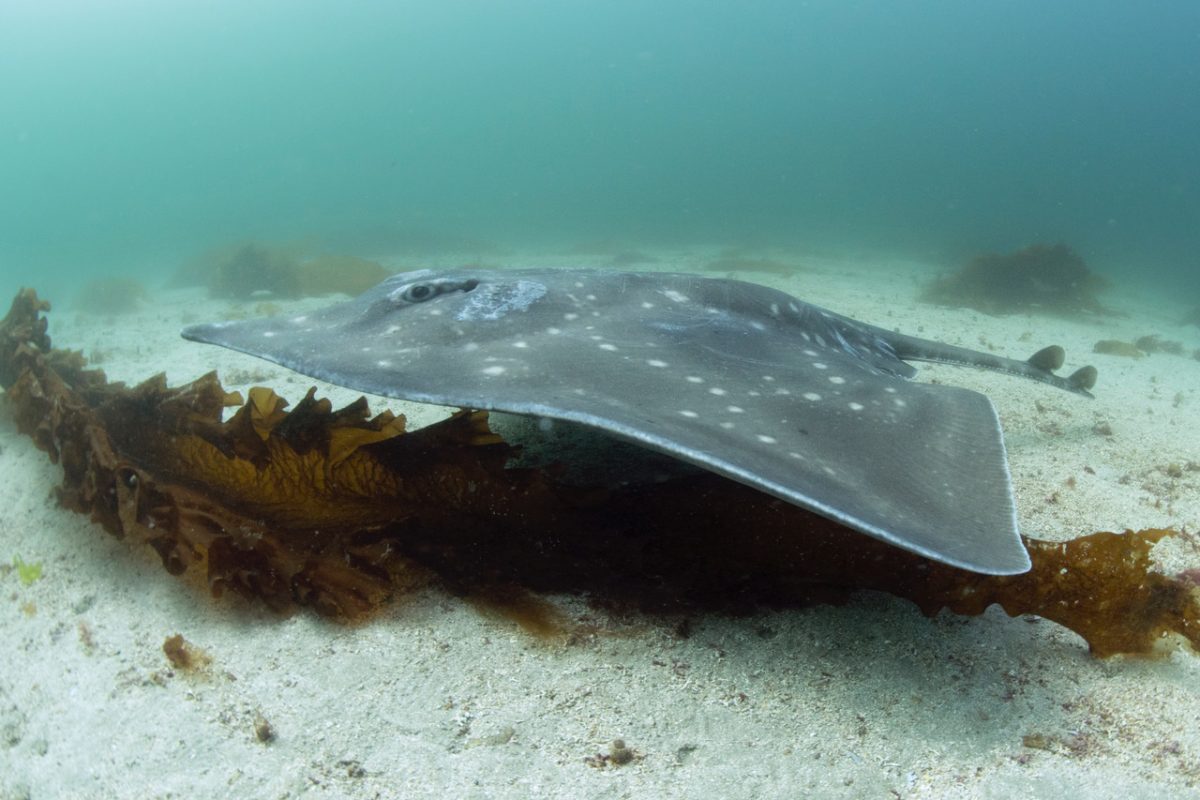 School of Dogger Bank - Embassy of the North Sea